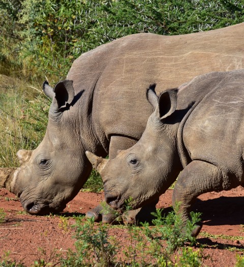 Rhino Notching at Sun City | Mankwe Game Trackers