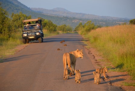 Discover Exciting Activities and Things to Do in Sun City